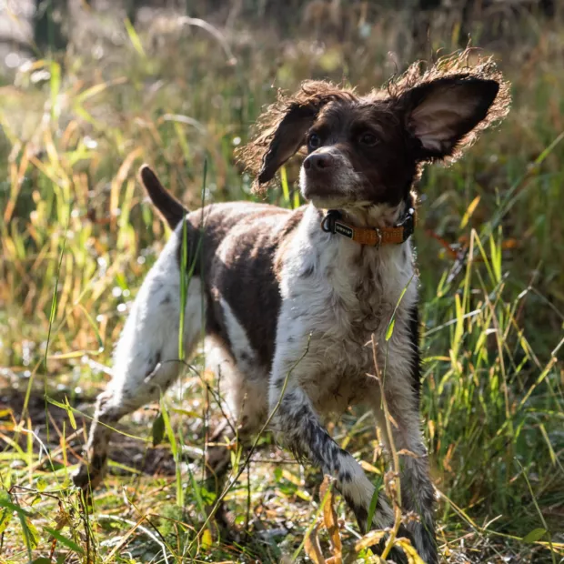 How Do You Create a Pet Product？
