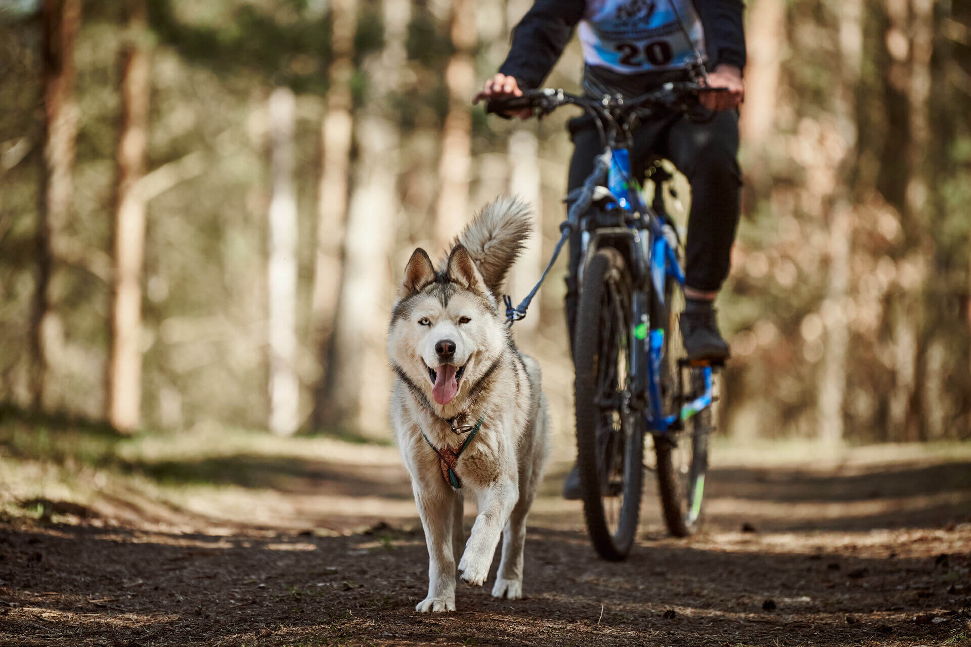 Biking With Dogs Dos and Don'ts for Canine Cycling