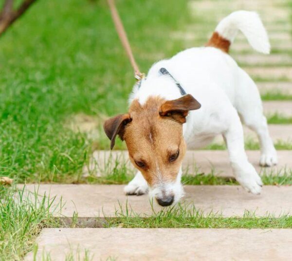 Dog Sniff Walk