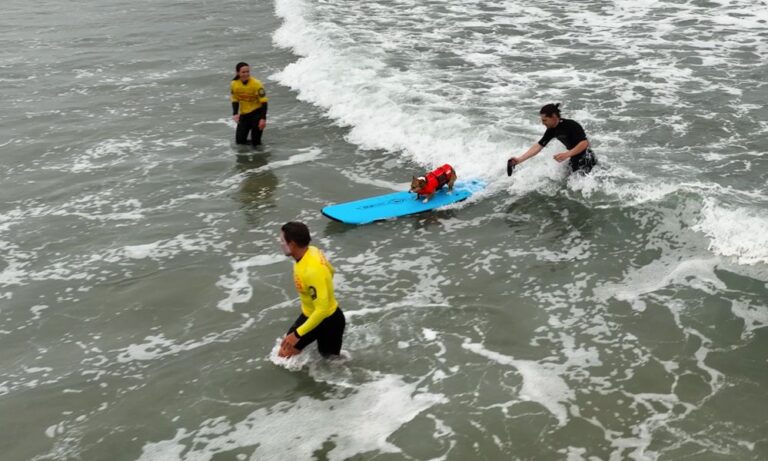These Surfing Dogs Have Us All Pawing for a Trip To the Beach
