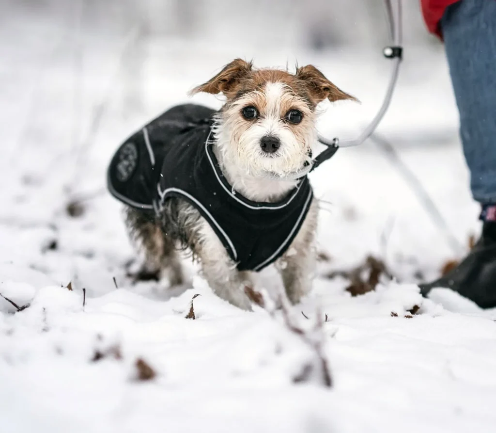 Should Dogs Wear Sweaters？