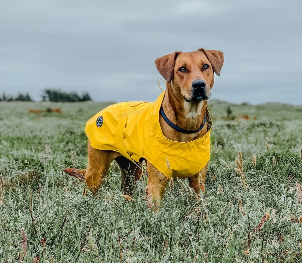 Should Dogs Wear Sweaters？