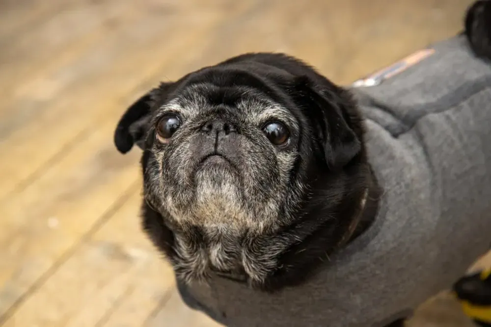 How to Make a Thunder Jacket for a Dog