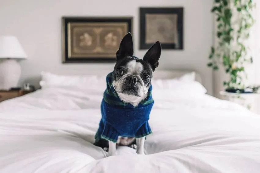 How to Make a Thunder Jacket for a Dog