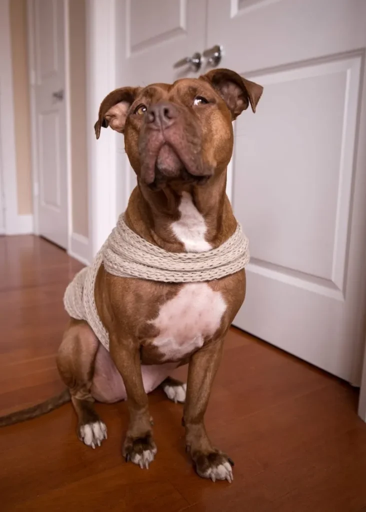 How to Make a Thunder Jacket for a Dog