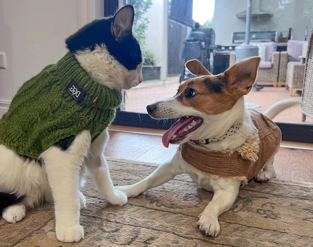 When Should I Put A Jacket on My Dog