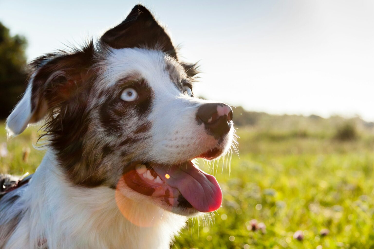 Lumps, Bumps, and Cysts on Dogs: A Comprehensive Guide